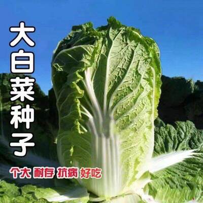 18 pounds of Chinese cabbage seeds for winter storage in No
