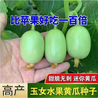 Mini fruit cucumber seeds, golden boy and jade girl, cucumb