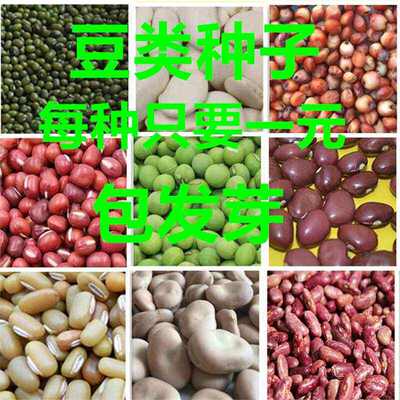 Bean seeds, nutritious red bean seeds, mung bean seeds, bla