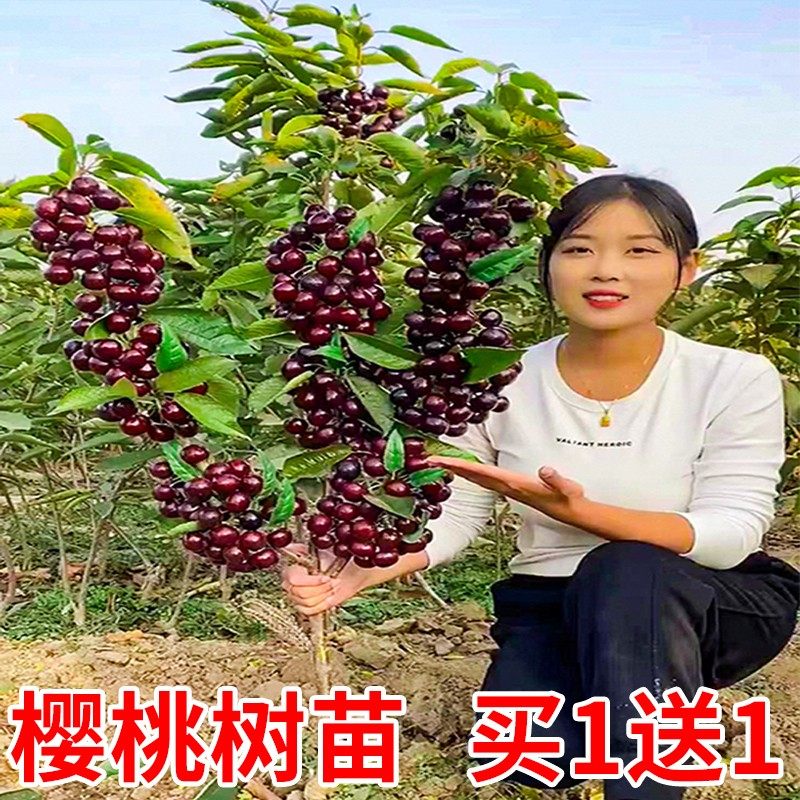 黑珍珠车厘子树苗南北方地栽嫁接大樱桃树樱桃苗盆栽矮化当年结果