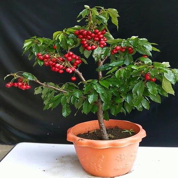 车厘子樱桃苗大樱桃树苗当年结果南方北方种植地栽盆栽嫁接果树苗