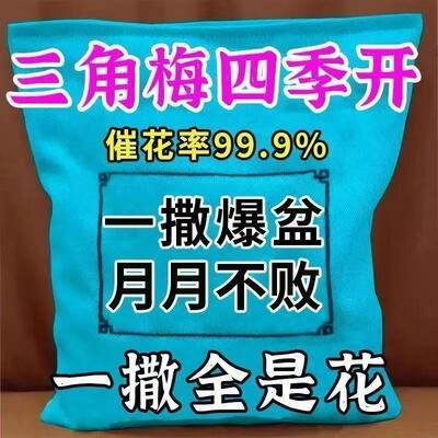 【三角梅四季开】开花粉爆花催花