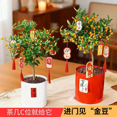 金豆金钱桔盆栽小金桔树带果年桔办公室客厅桌面盆景乔迁之喜盆栽