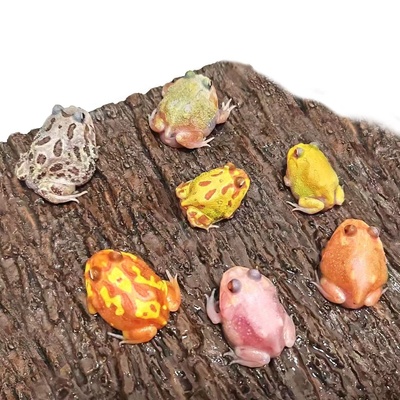 南美角蛙宠物观赏蛙蝌蚪青蛙黄金小丑蛙霸王波子姥爷牛奶树蛙