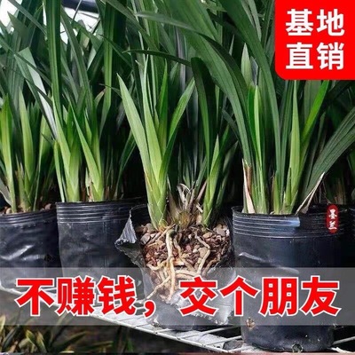 老种墨兰绿叶企黑带花浓香除甲醛