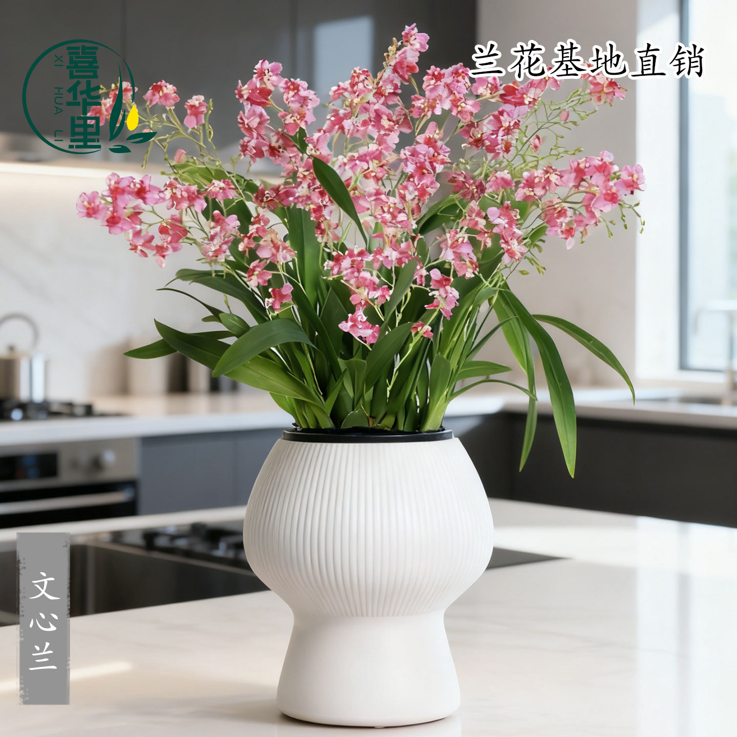 翁源兰花苗文心兰梦香带花苞浓香型香水香兰水培绿植好养花卉盆栽