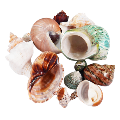 寄居蟹替换壳卷贝鱼专用养殖壳天然海螺壳蝾螺鱼缸造景水族箱装饰