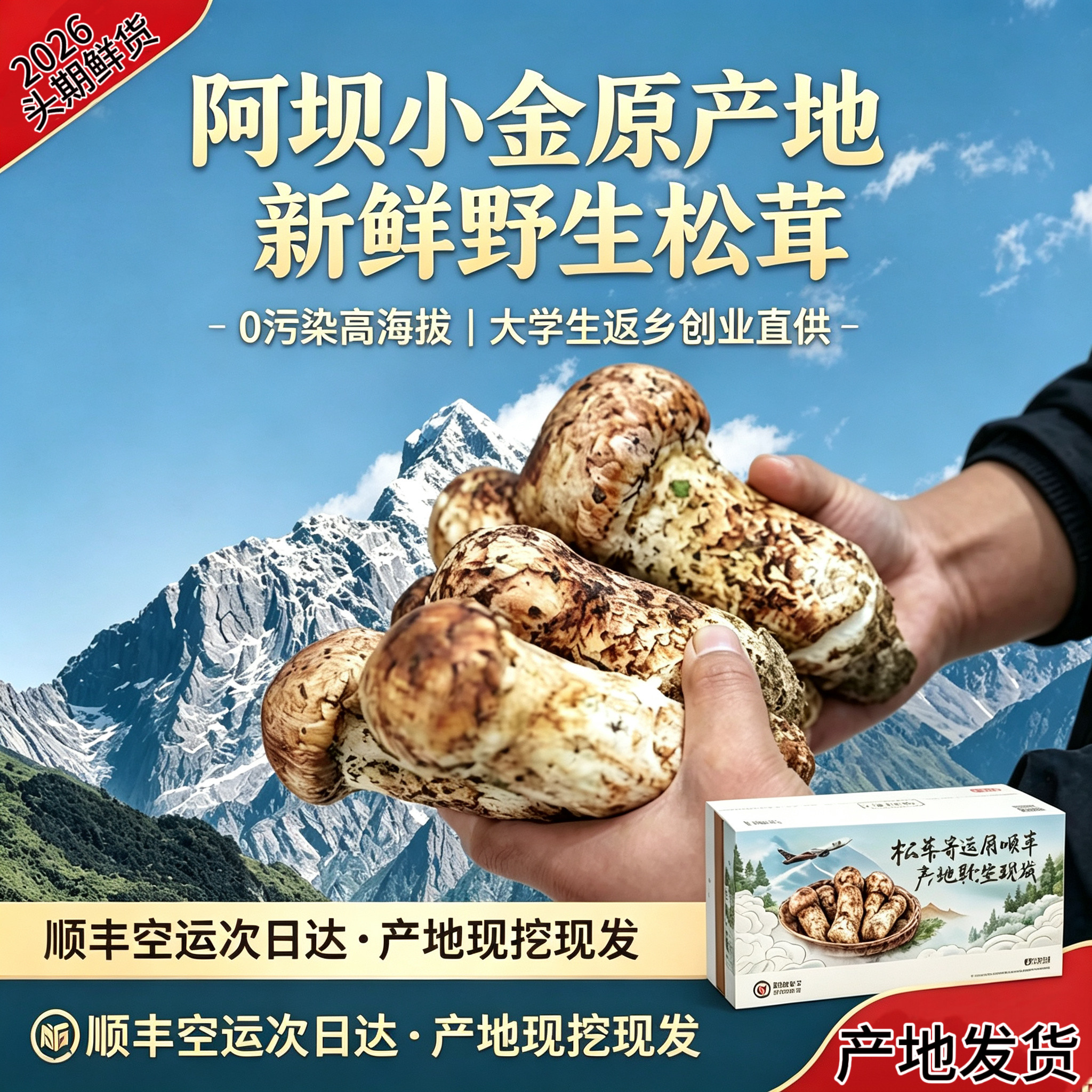 2026野生松茸新鲜现货四川特产菌菇正品菌子现采现发野山菌菇蘑菇