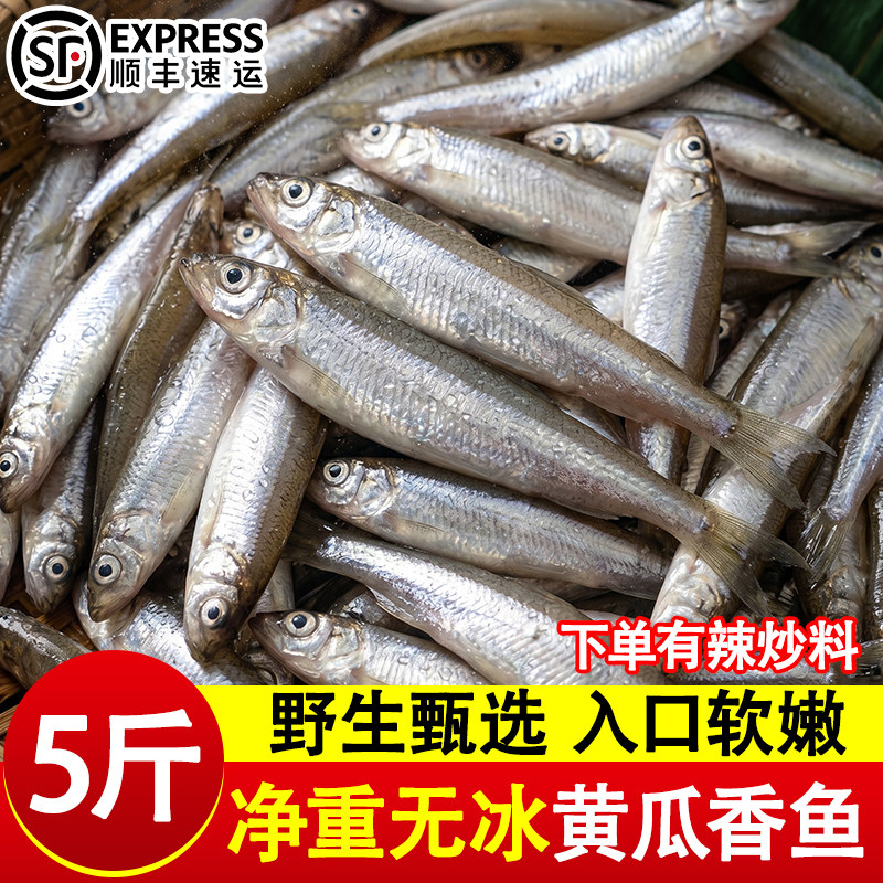 东北黄瓜香鲜活冷冻小鱼新鲜速冻淡水鱼类春生子池沼公鱼商用批发