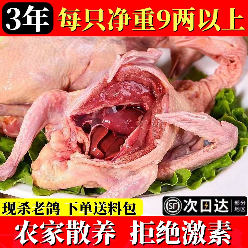鸽子新鲜现杀鸽子鲜活冷冻老鸽子鸽子肉乳鸽生鲜农家散养鸽子炖汤