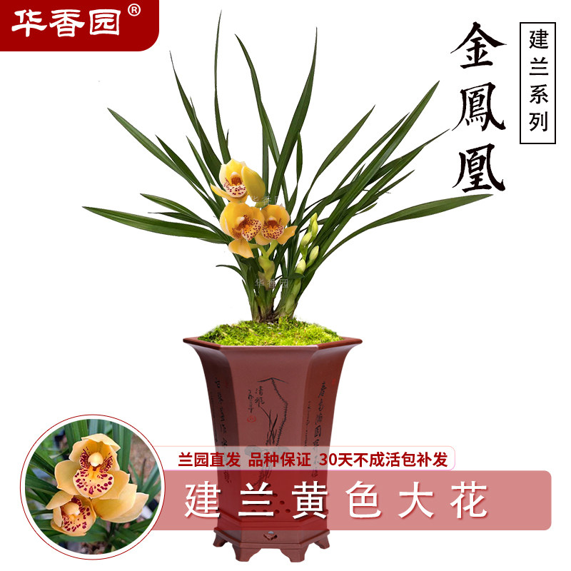 华香园兰花 建兰金凤凰 黄色大花蕙兰 浓香型 室内外绿植花卉盆栽