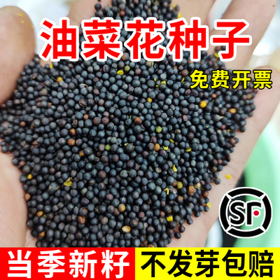 油菜花种子高产耐寒耐旱抗倒观赏食用高产早熟高出油多油菜花种籽