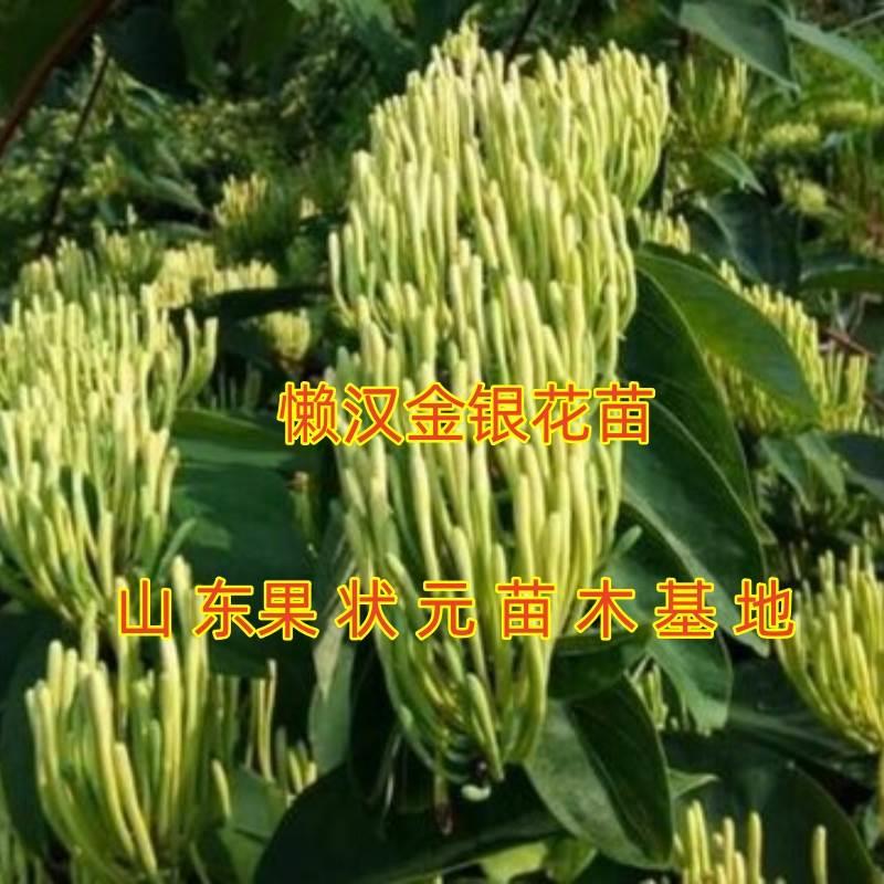 懒汉金银花苗大面积种植药用南北方种黄白色多彩树型大金银花树苗