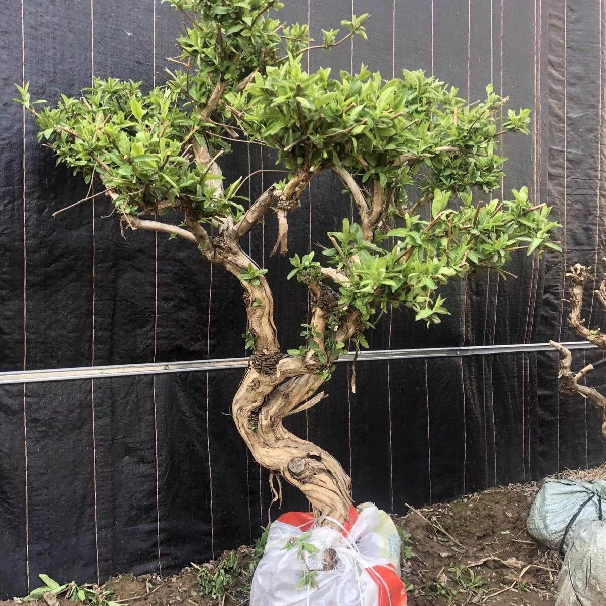 大型金银花盆栽老桩耐寒庭院植物花卉室内客厅盆景阳台金银花树苗