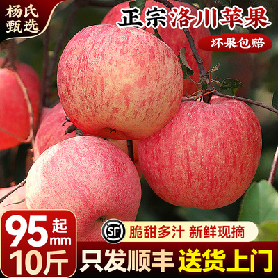 【10斤95mm起】顺丰正宗陕西洛川苹果水果新鲜应当季冰糖心红富士