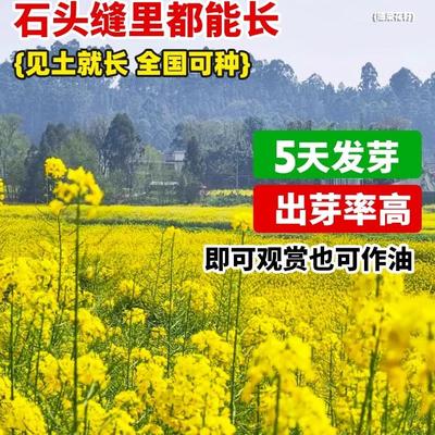 油菜花种籽食用耐寒耐旱春油菜花籽榨油菜籽高产室外观赏花海种孑