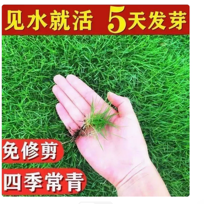 草坪种子固土护坡籽边绿化四