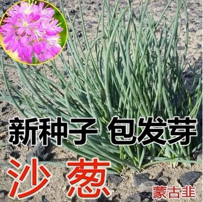 沙葱种子胡葱耐寒耐旱四季韭葱