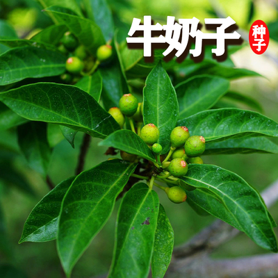 四季种植牛奶子种子剪子果秋橄榄