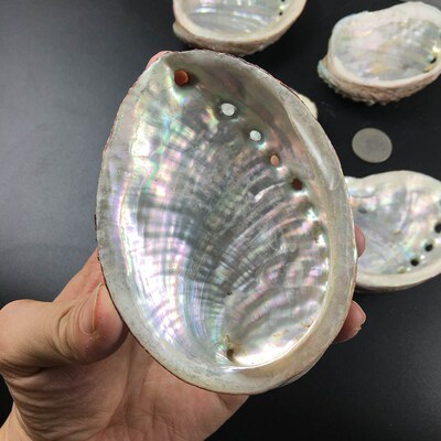 Natural Abalone Shells Seashells Home Aquarium Landscape DIY
