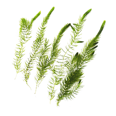 金鱼藻水草淡族箱缸造景挂卵繁殖