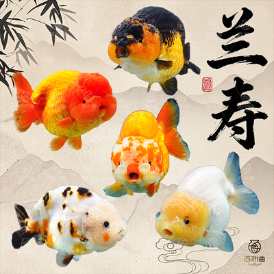 兰寿金鱼观赏鱼鱼缸耐活鱼小型鱼易存活淡水鱼冷水鱼纯种鱼苗