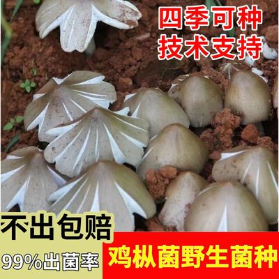 喷水就活，反复出菌，送种植说明