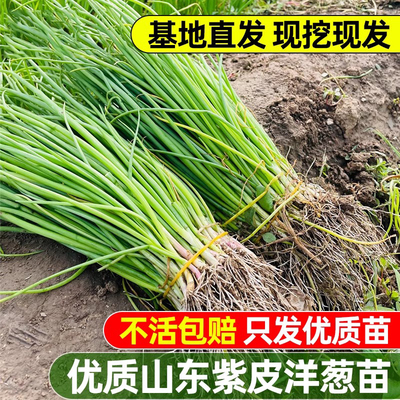 紫皮洋葱苗带根现挖现发多次采收