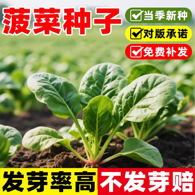 四季小叶趴地菠菜种子阳台高产