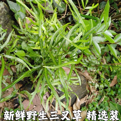 剑叶凤尾蕨新鲜 三叉草 井边茜 凤尾草 中药保鲜现采包邮