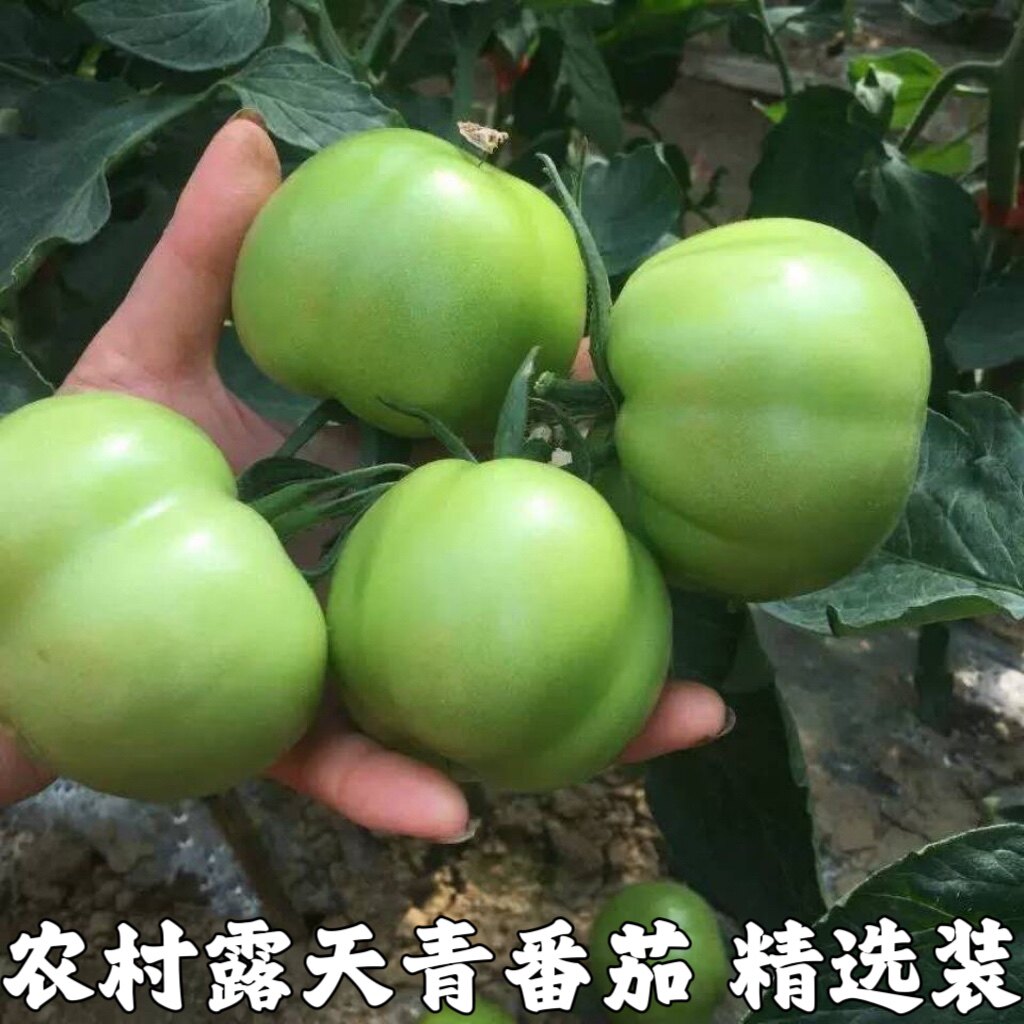 未成熟青番茄新鲜青西红柿现摘现发青柿子孕妇酸青番茄包邮