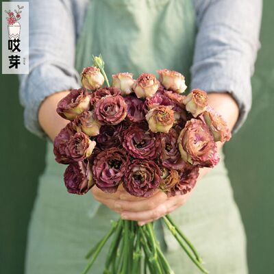 进口切花洋桔梗种子 惊艳/波浪/欧博 多色可选 盆栽网红小清新