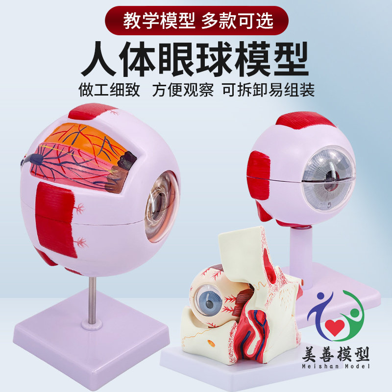 人体教学眼球解剖结构模型可拆卸儿童仿真眼睛玩具医学眼部模型图