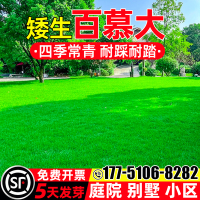 矮生百慕大草籽四季常青草坪种子