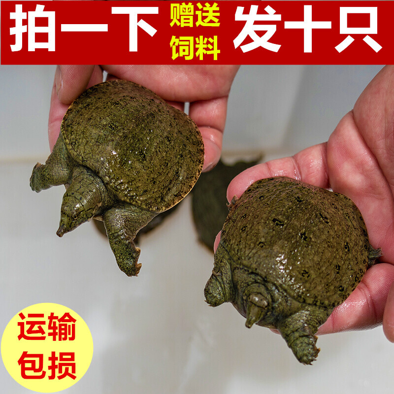 中华鳖小甲鱼苗活物水鱼苗王八团鱼苗生态外塘养殖龟鳖苗甲鱼苗