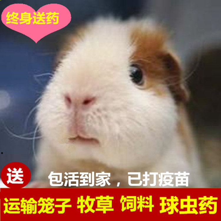 荷兰猪活物已打疫苗送笼豚鼠公仔活体幼鼠荷兰鼠天竺鼠小宠物彩豚