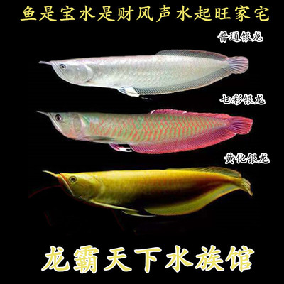 鱼苗观赏鱼黄化红眼银龙鱼活体七彩龙鱼鱼金龙鱼活鱼配热带鱼