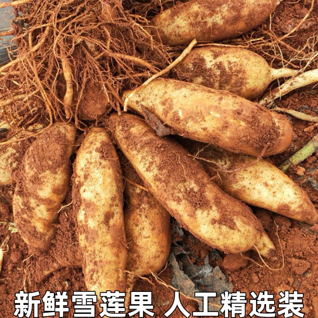 天山雪莲果新鲜水果应季水果云南孕妇红心雪连果整箱精选装包邮