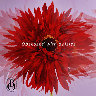 热烈而坚定，真诚而勇敢非洲菊