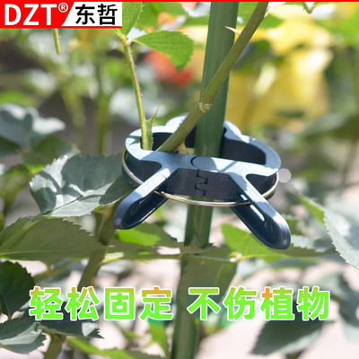 绿色园林夹20pcs番茄花卉花园