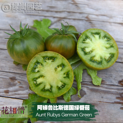 阿姨鲁比斯德国绿番茄种子进口番茄四季盆栽蔬菜种籽瓜果番茄苗