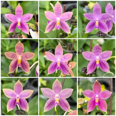 3寸开花株 JG2315 Tetr Bell 美C