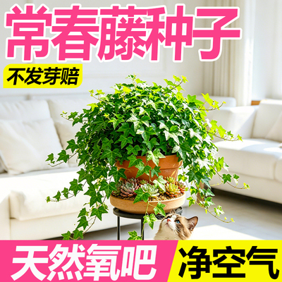 常春藤种子四季耐阴耐寒易活
