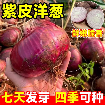 洋葱种子四季特大紫色圆葱盆栽