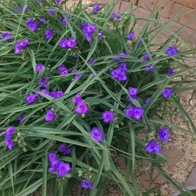 新品耐荫耐寒多年生草本植物室外庭院易成活紫露草苗宿根地被花卉