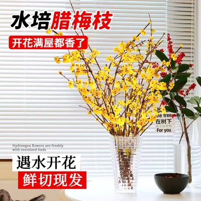 腊梅鲜花水培植物鲜切花
