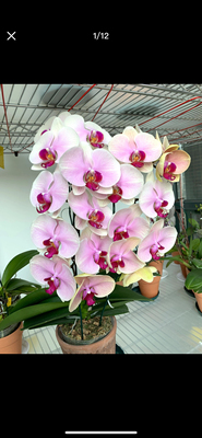 蝴蝶兰 蒙娜丽莎 2.8寸杯 带花剑