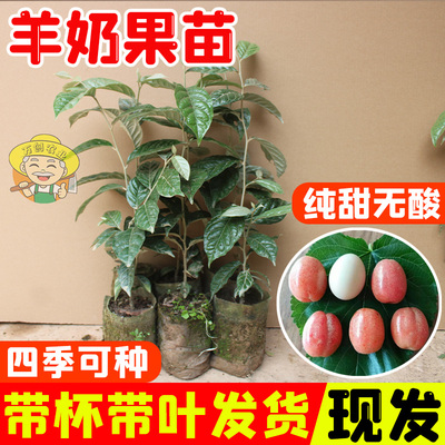 羊奶果苗特大果形结果快德甜二号胡颓子羊奶果树苗盆地栽当年结果