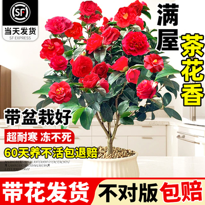 花思萱山茶花树带花苞室内花卉