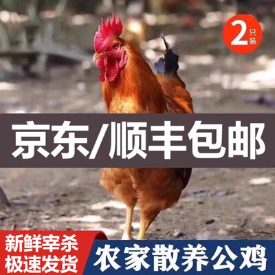 农家散养大公鸡纯粮散养新鲜现杀